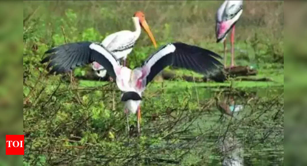 Vedanthangal Bird Sanctuary: Vedanthangal Bird Sanctuary Sees Arrival ...