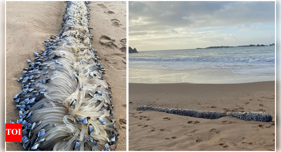 Alien Creature: 'Alien-like' creature on Australian beach draws massive ...