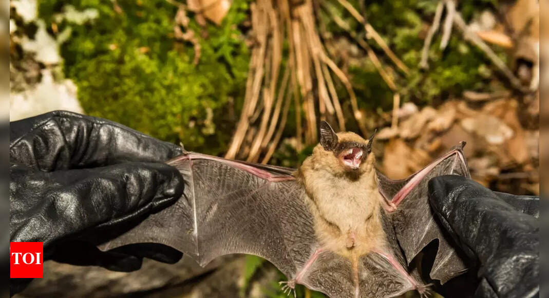 All about the deadly bat fungus raging through California, causing ...