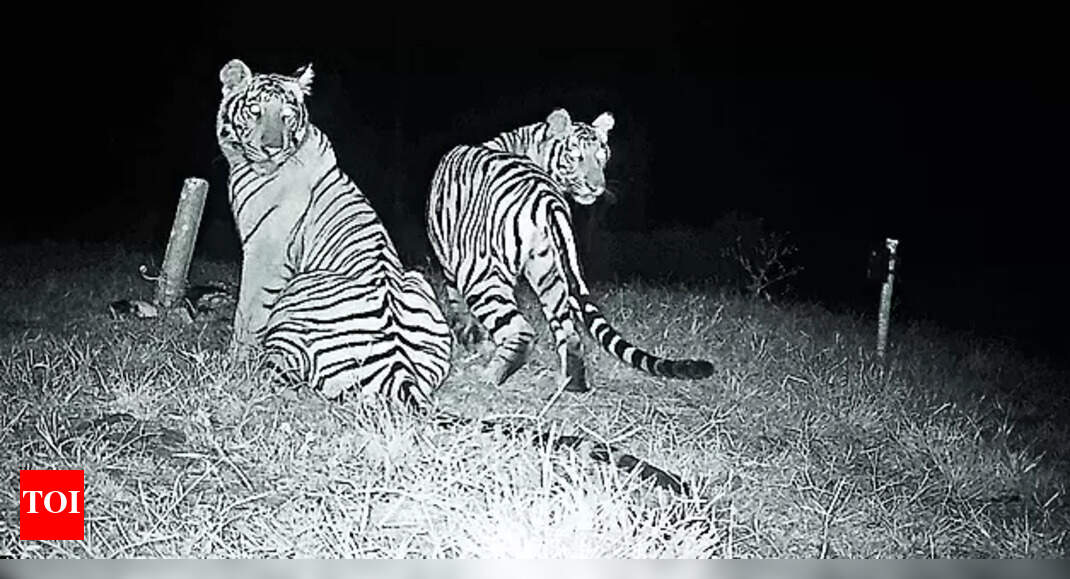 Wait & watch: Walk-in cage in Wayanad to trap tigress and three cubs at ...