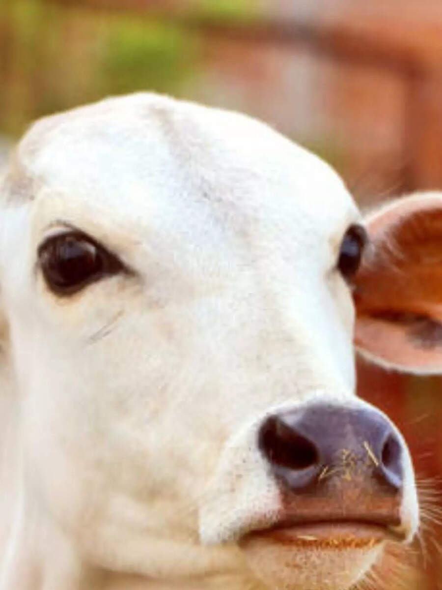 Nimari Cow: दूध देने में सबसे आगे, जानें खूबियां | ET NOW SWADESH