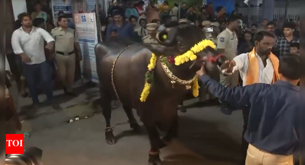 7ft tall Murrah Buffalo 'Gholu-2' brought from Haryana, ahead of Sadar ...