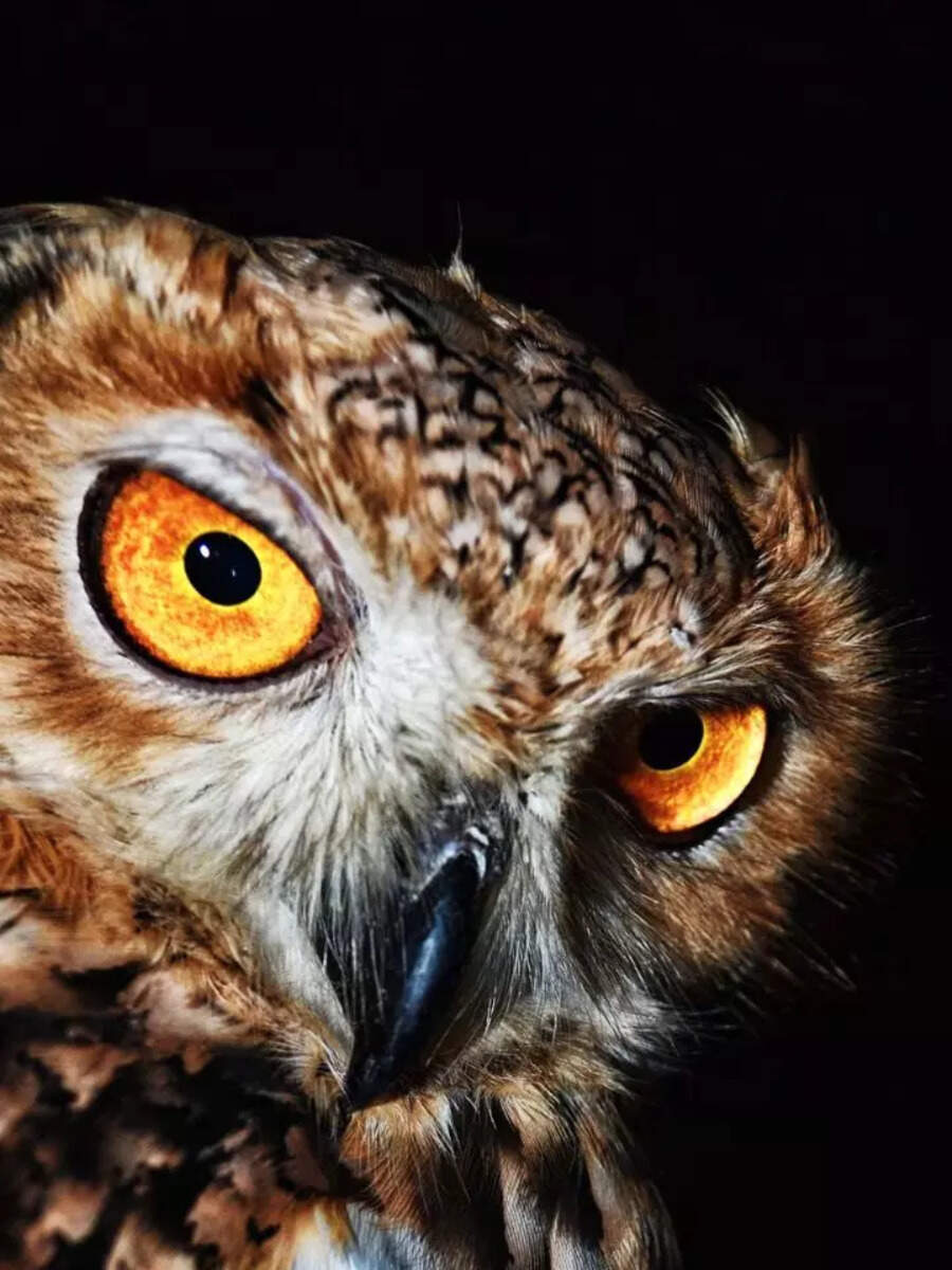 5 Mind-Blowing Facts About Owls You Need to Know | Times Now