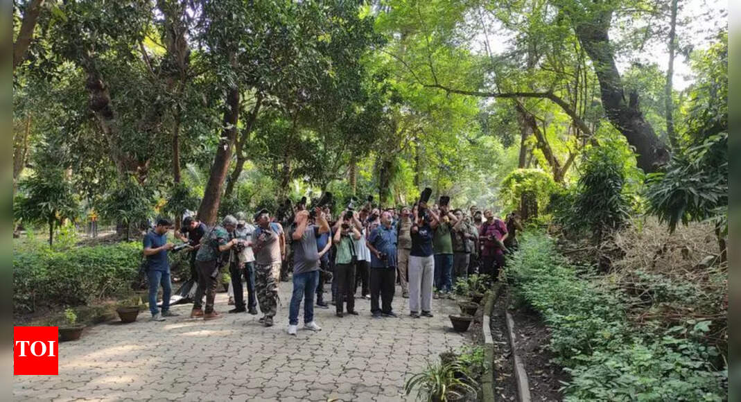 Rabindra Sarobar: Kolkata Birdwatchers Thrilled by Rare Migratory Bird ...