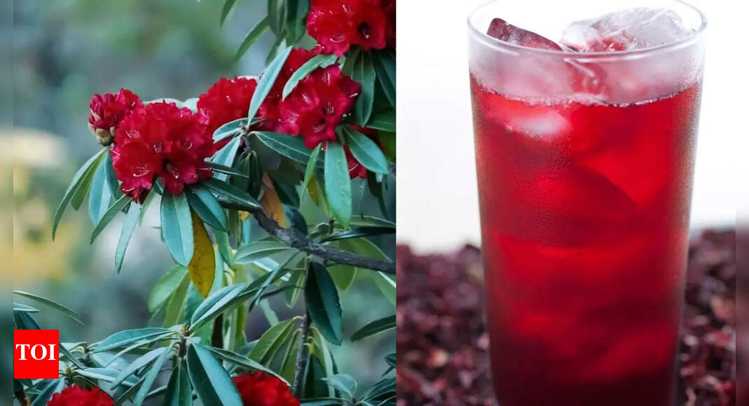 Buransh Benefits: What is Buransh? Health benefits of this Himalayan ...