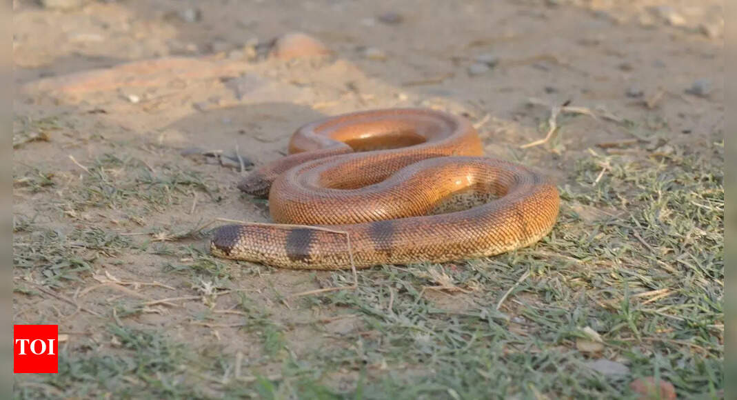 Snake Bite Remedies: A Deadly Belief in Uttar Pradesh | Meerut News - Times of India