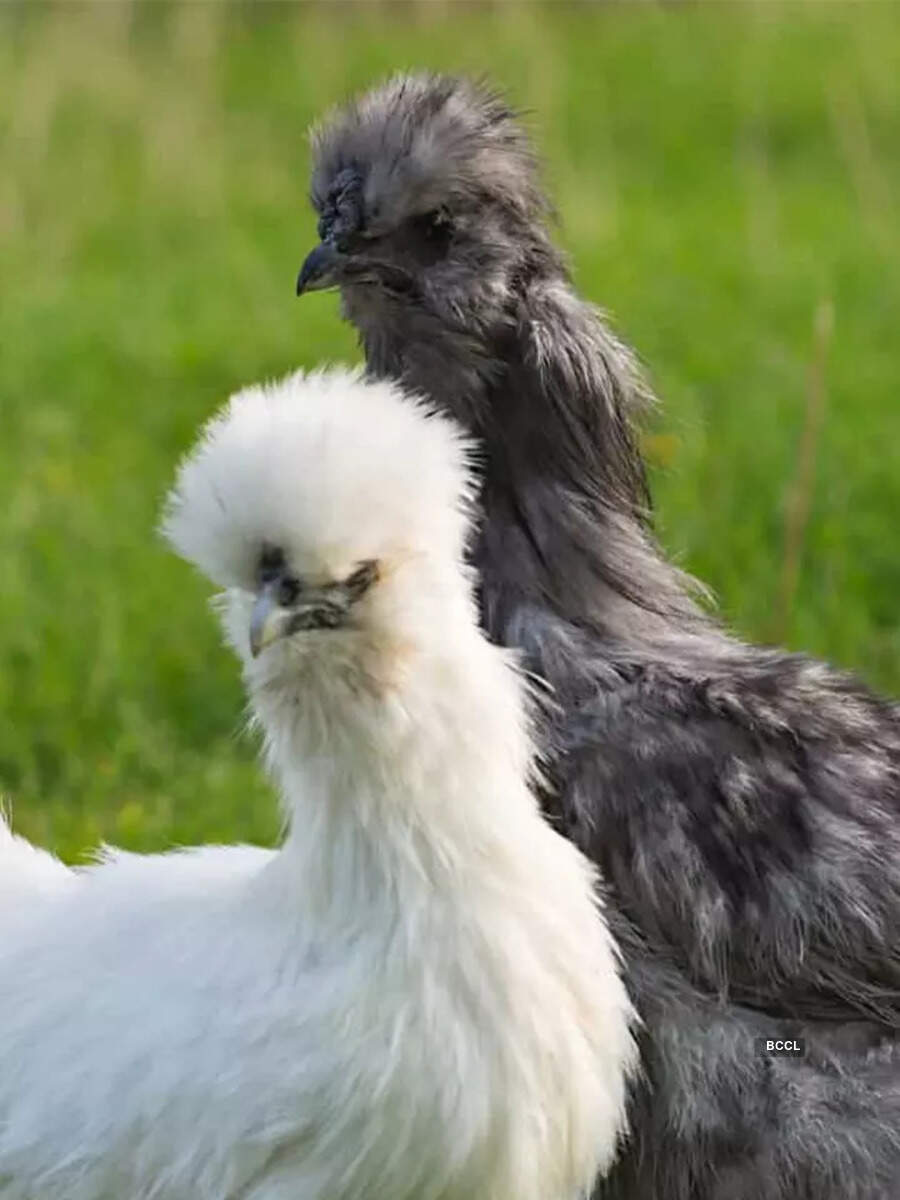 World’s most expensive chicken breeds | Times of India