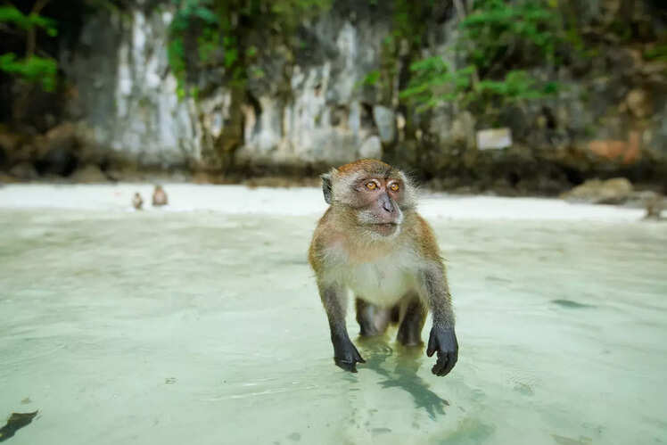 10 beaches famous for their stunning wildlife encounters | Times of ...