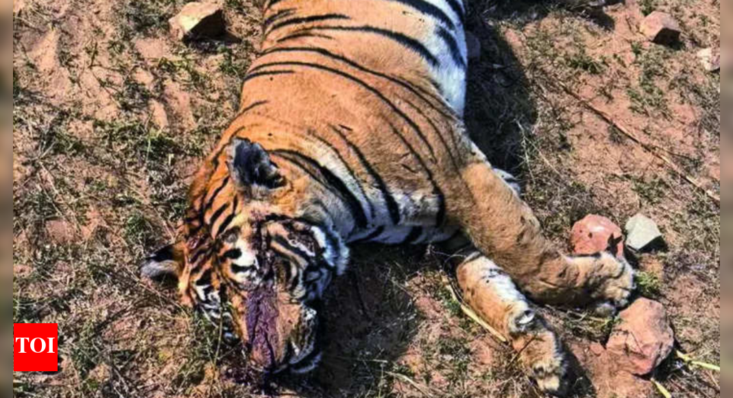 Villagers beat tiger to death after it kills man in Rajasthan's ...