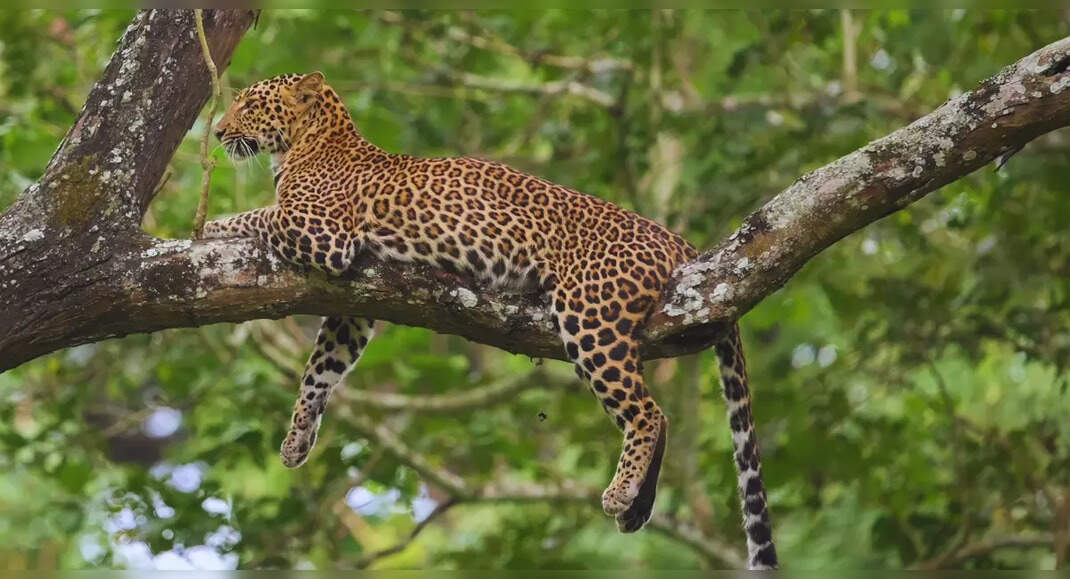 10 best places to see leopards in India | Times of India Travel