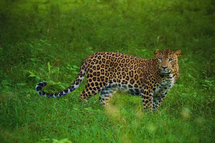 10 best places to see leopards in India | Times of India Travel