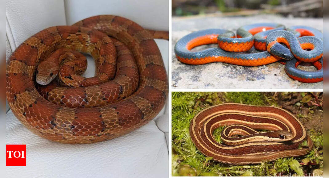 Exploring the world’s 7 orange-coloured snake species | - Times of India