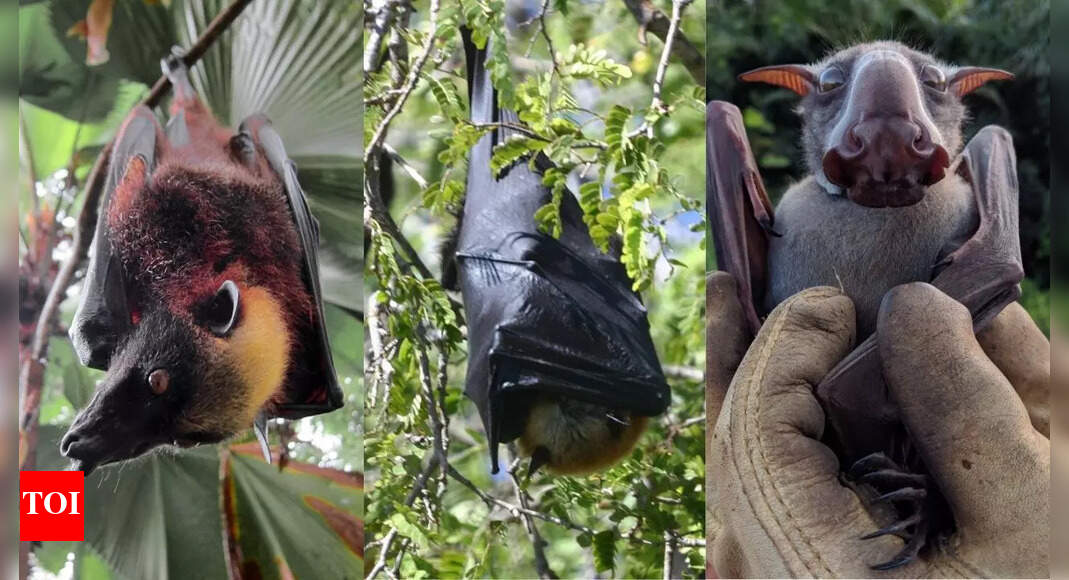 10 biggest bats in the world including golden crowned flying fox, Franquet’s epauletted bat and ...