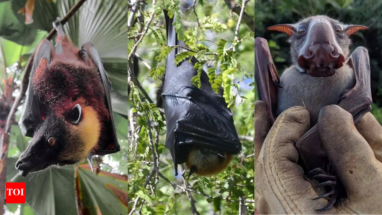 Biggest Fox In The World