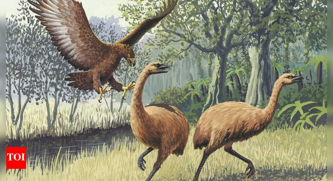 Haast’s eagle: Discover the deadliest eagle in history that has gone ...