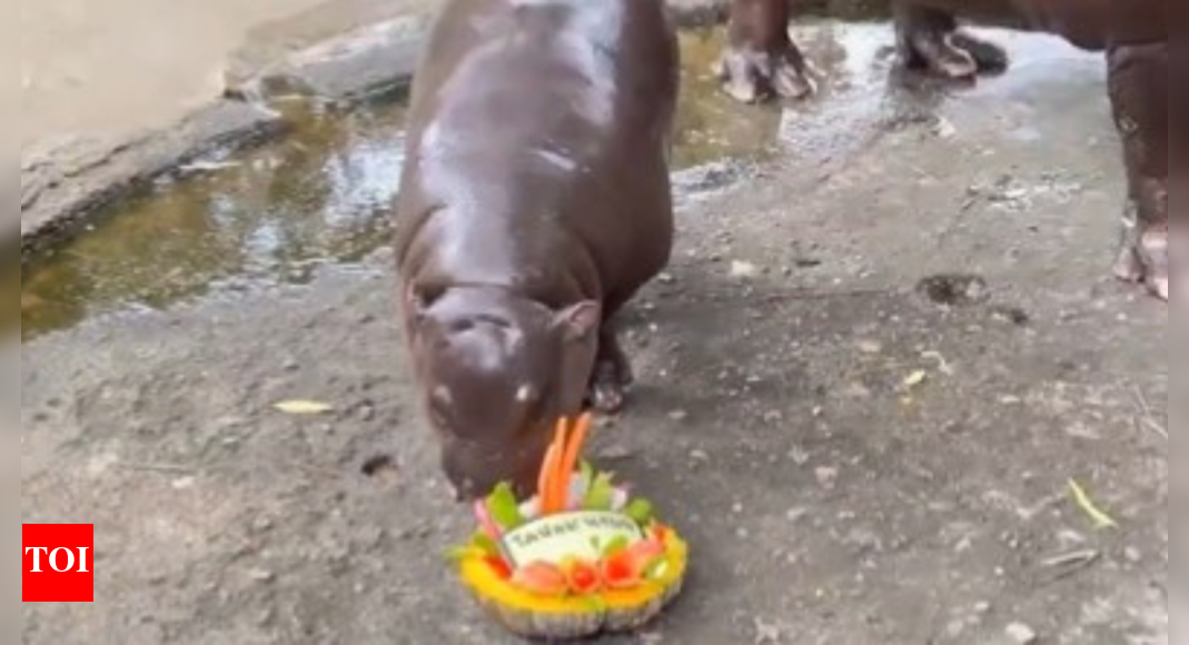 US Election Predictions: Viral Moo Deng predicts Trump will win US ...