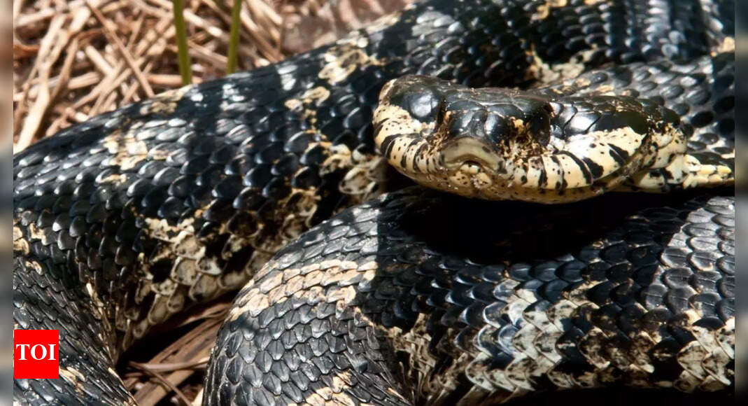 What is a zombie snake and what happens when you touch it - Times of India