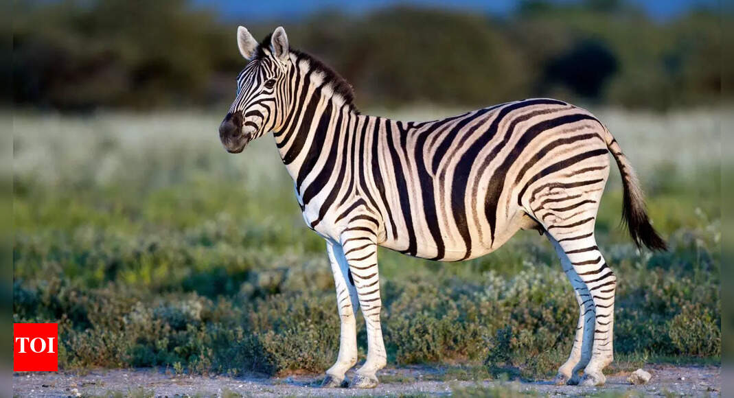 Zebras: Key facts to know about species, habitat, behaviour, purpose ...