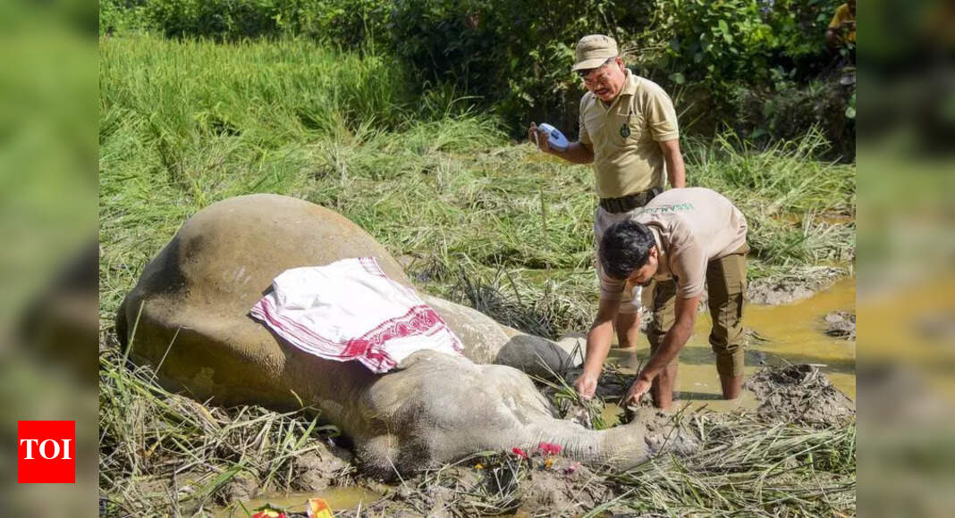 Villagers Arrested for Killing Elephants in Assam: Shocking ...