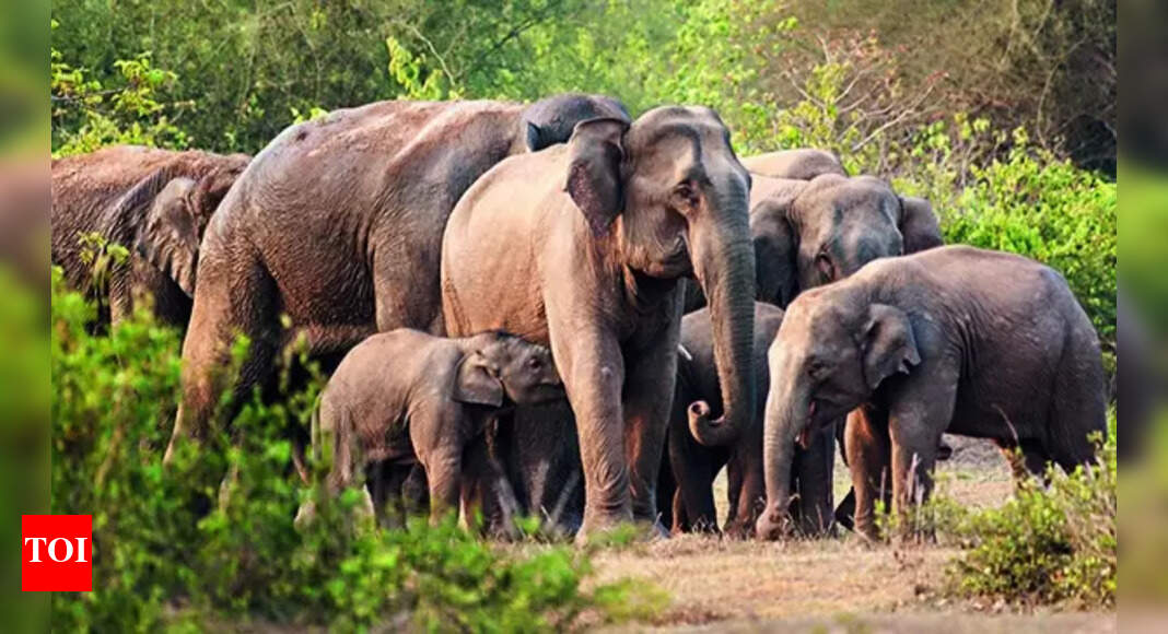 Urgent Action Needed: Odisha's Elephant Population Outgrowing Habitat ...