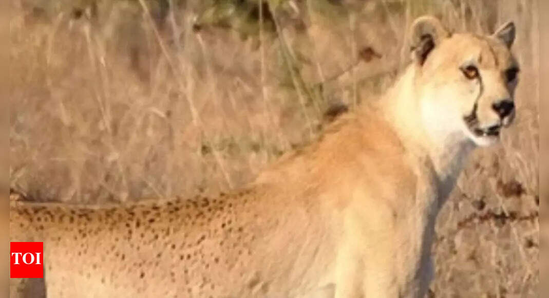 Spotless rare golden cheetah photographed for the first time in a 100 ...