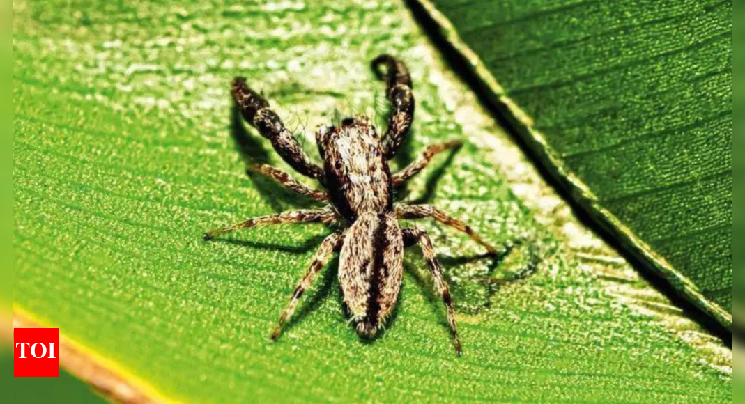 Exciting Discovery: New Jumping Spider Species Found in Pune's Baner ...