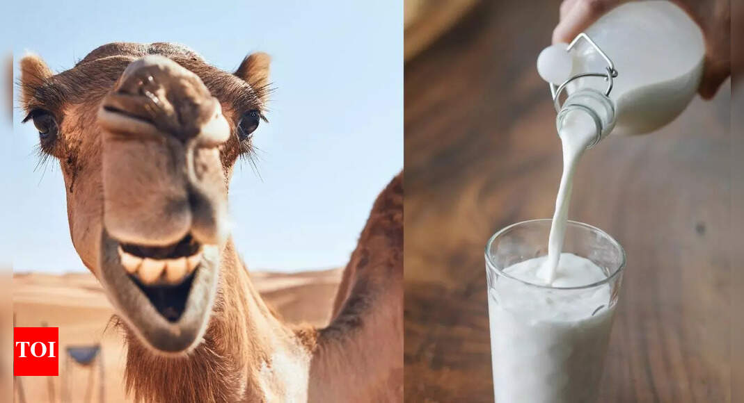 What exactly is Camel milk? Is it actually safe to consume? - Times of ...