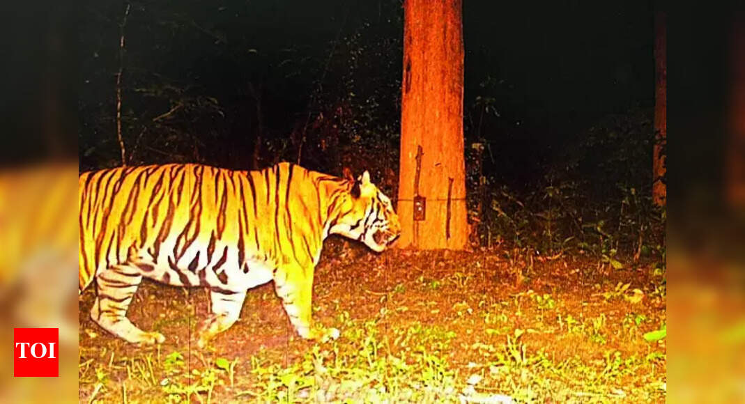 ‘No tiger spotted recently in state’: Govt debunks Mhadei sightings ...