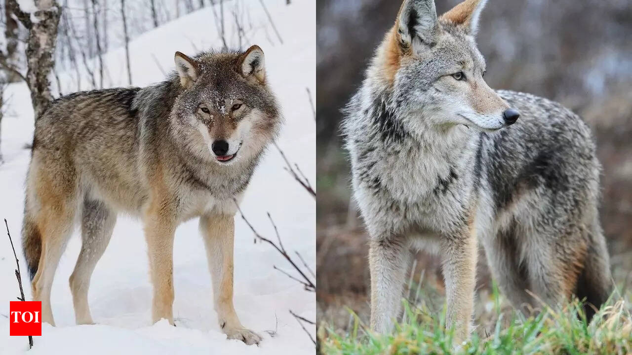Coyote Vs Wolf