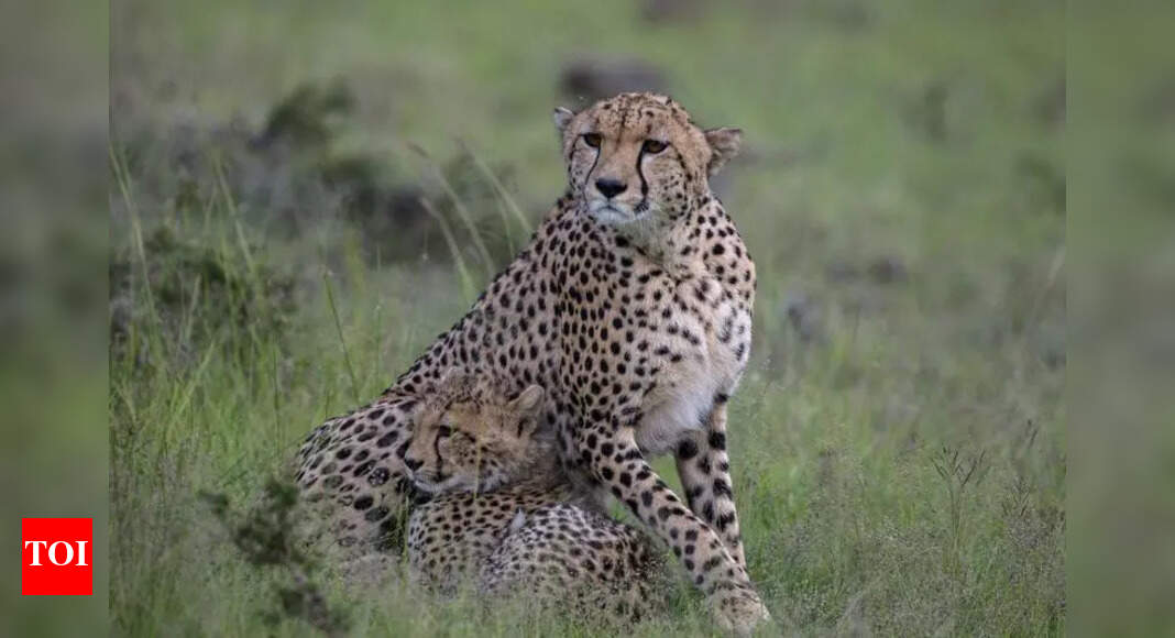 Joint Panel Formed to Develop Cheetah Corridor Between Rajasthan and ...