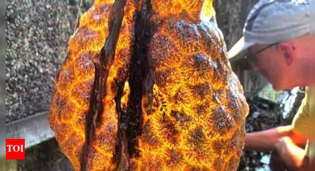 Alien eggs or dinosaur fossils? Scientists stunned by mysterious ...