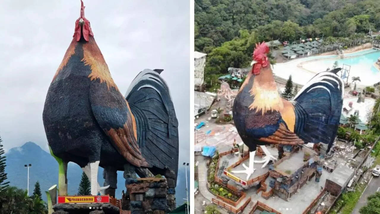 World Record Goliath Chicken