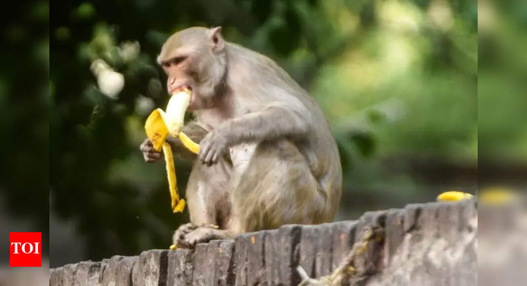 New Delhi Tackles Monkey Menace with Professional Catchers and Public ...