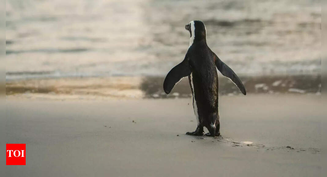 Penguin spotted at an Australian beach 2,200 miles away from its native ...