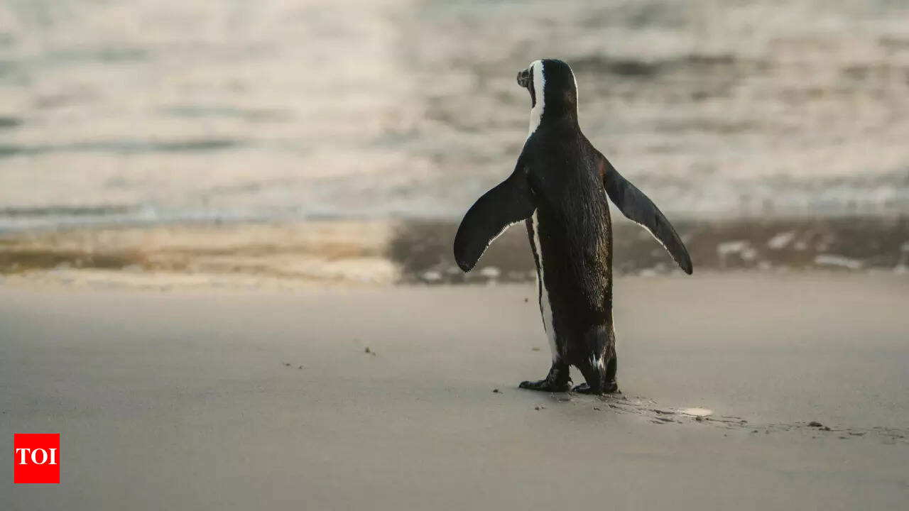 Spotted Penguin Meet Pesto, The Biggest Baby Penguin This Australian