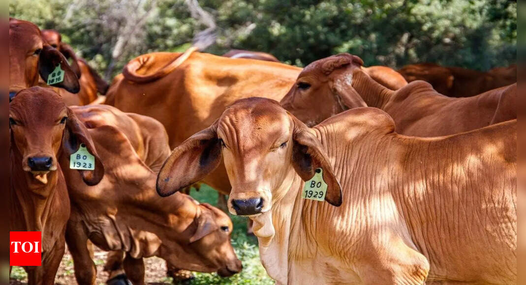 Why Cows are worshipped in Hinduism? - Times of India