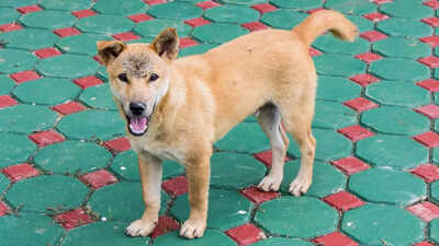 Sundri the street dog: When a stray became family: How Sundri left paw ...