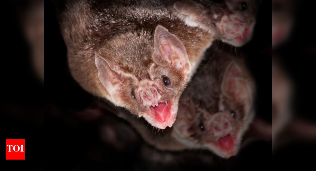 Vampire bats: The truth behind their blood-sucking diet and how they ...