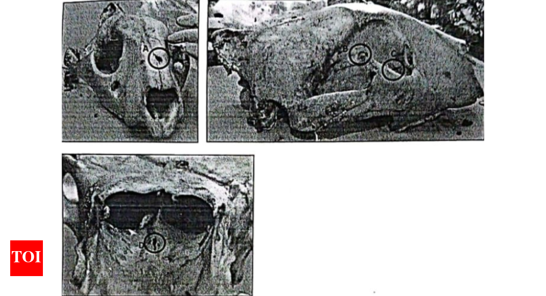 Ballistics report confirms Ratapani tiger killed by bullet pumped into ...