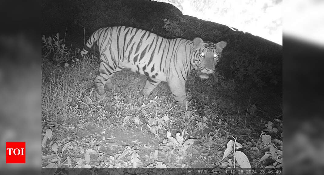 New Tiger STR-T2 Spotted in Sahyadri Tiger Reserve After Nearly a Year ...