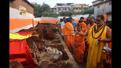 Seers Commemorate 1966 Cow Protection Movement and Announce 'Cow Year ...