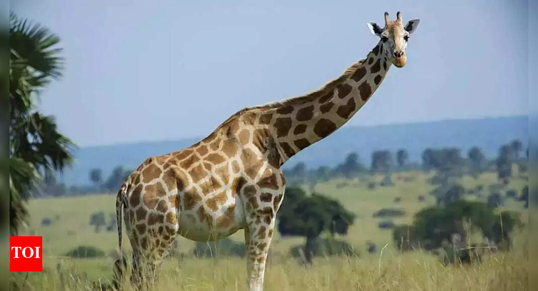 Why do giraffes have long necks? Discover 10 interesting facts about ...