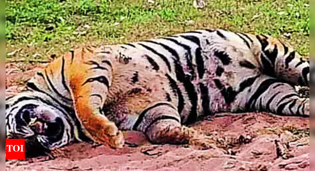 Poaching Alarm: Tiger Found Dead in Guru Ghasidas National Park Raises ...