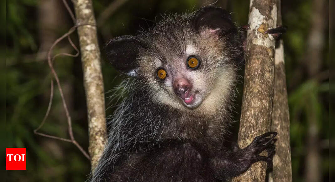Aye-Aye-A unique animal which has an unusual thin middle finger for ...