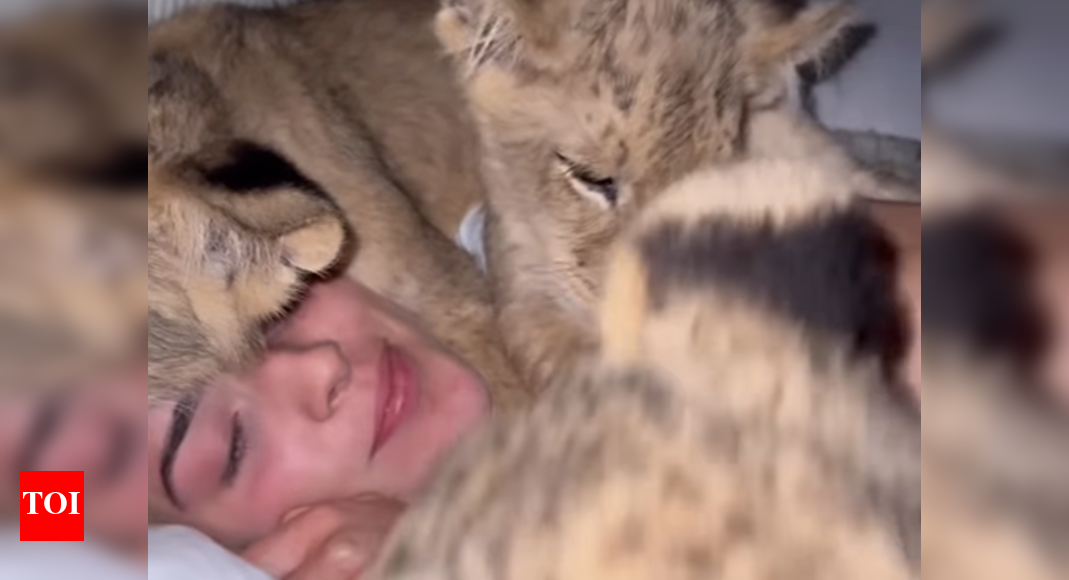 Viral video: Woman plays with 4 rescued lion cubs; netizens give ...