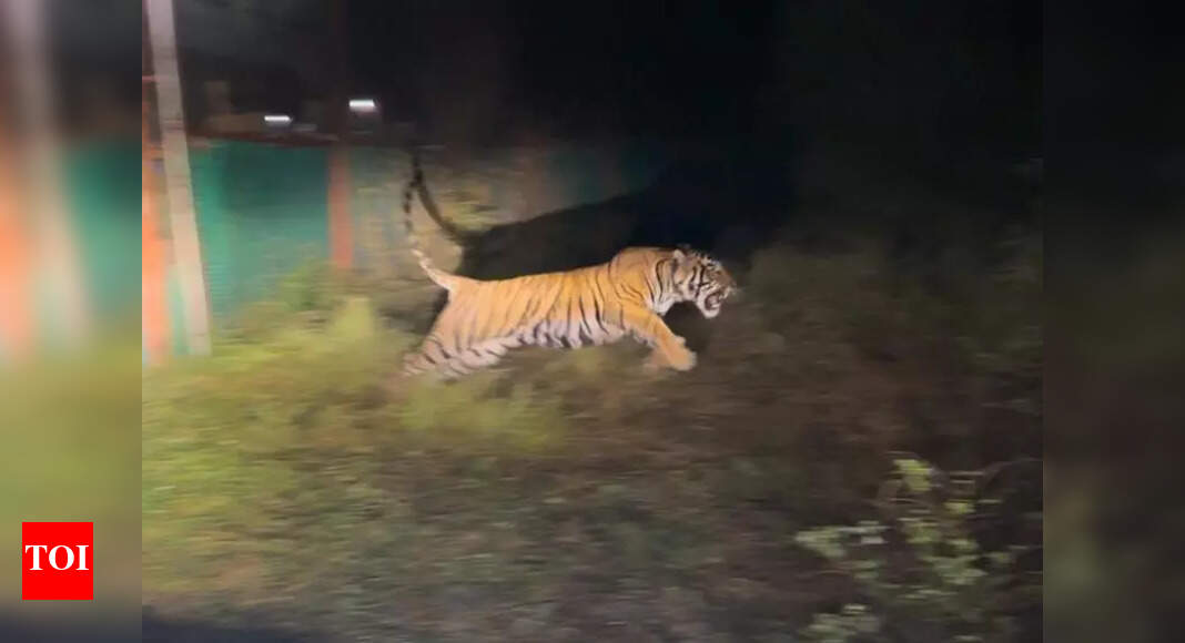Sariska Tiger RVT-4 Roars into Ramgarh Vishdhari Reserve: A New Era for ...