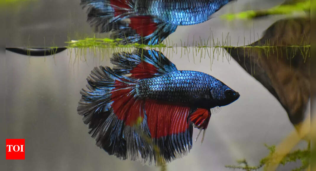 Good care can impact the lifespan of your betta fish | - Times of India