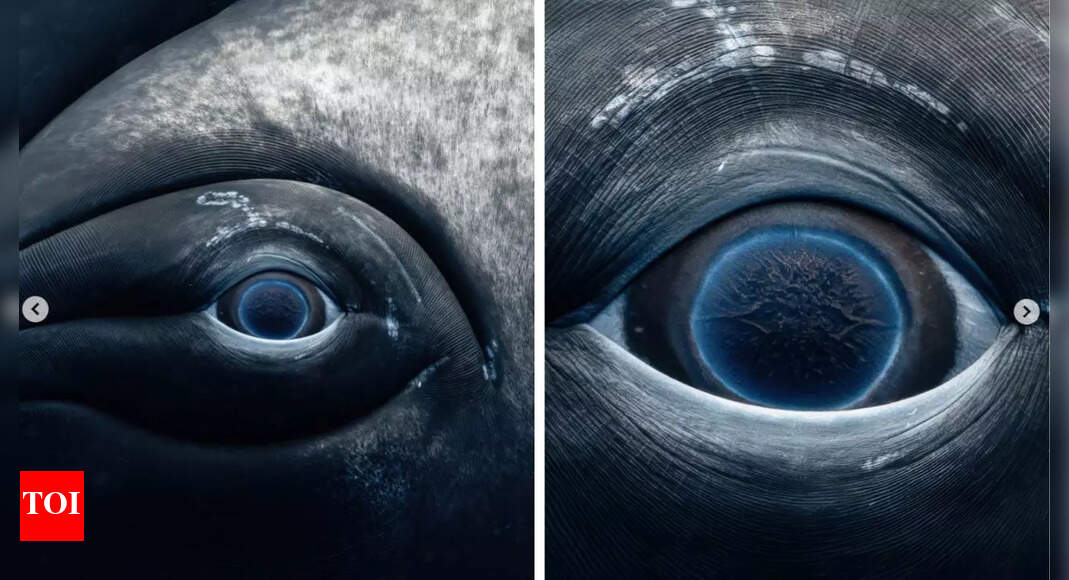 Photographer captures stunning close-up of Humpback whale’s eye before ...