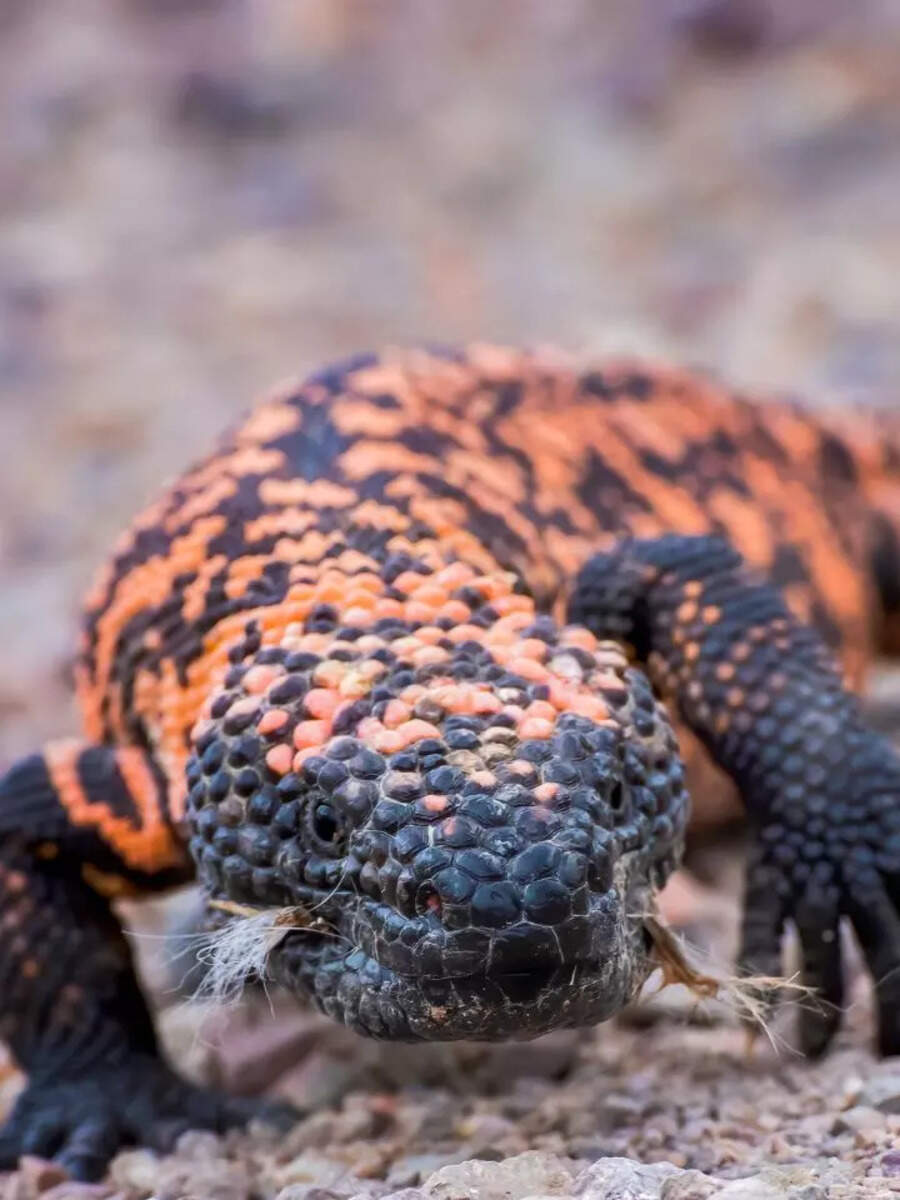 8 poisonous animals and how they use their venom | Times of India