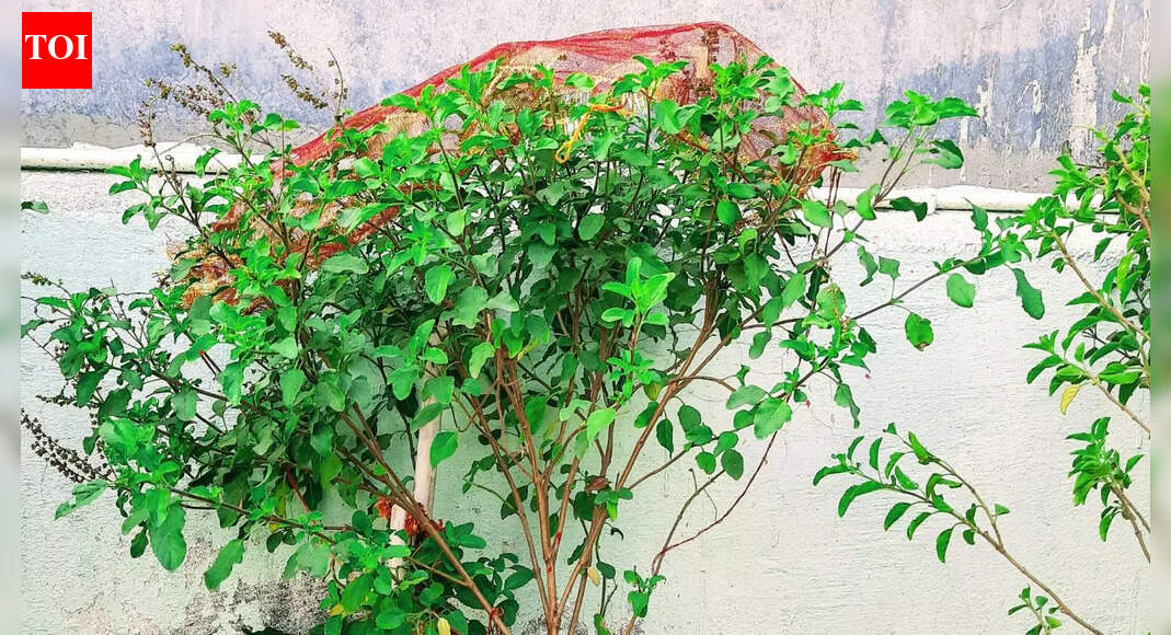 Tulsi Vivah 2024: 6 things to do and remember on Tulsi Vivah 2024